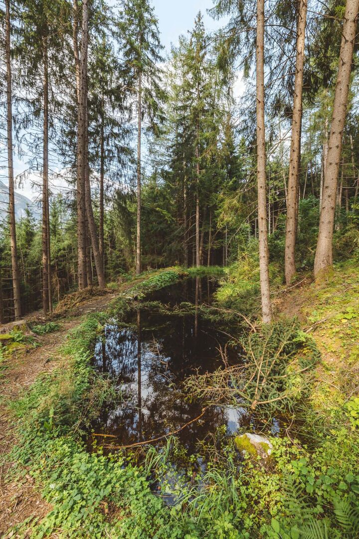 Langpieze Schlosswald_Burgenweg